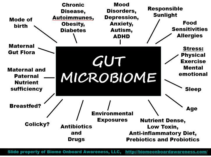 Diet and Your Microbiome | Well Resourced Dietitian