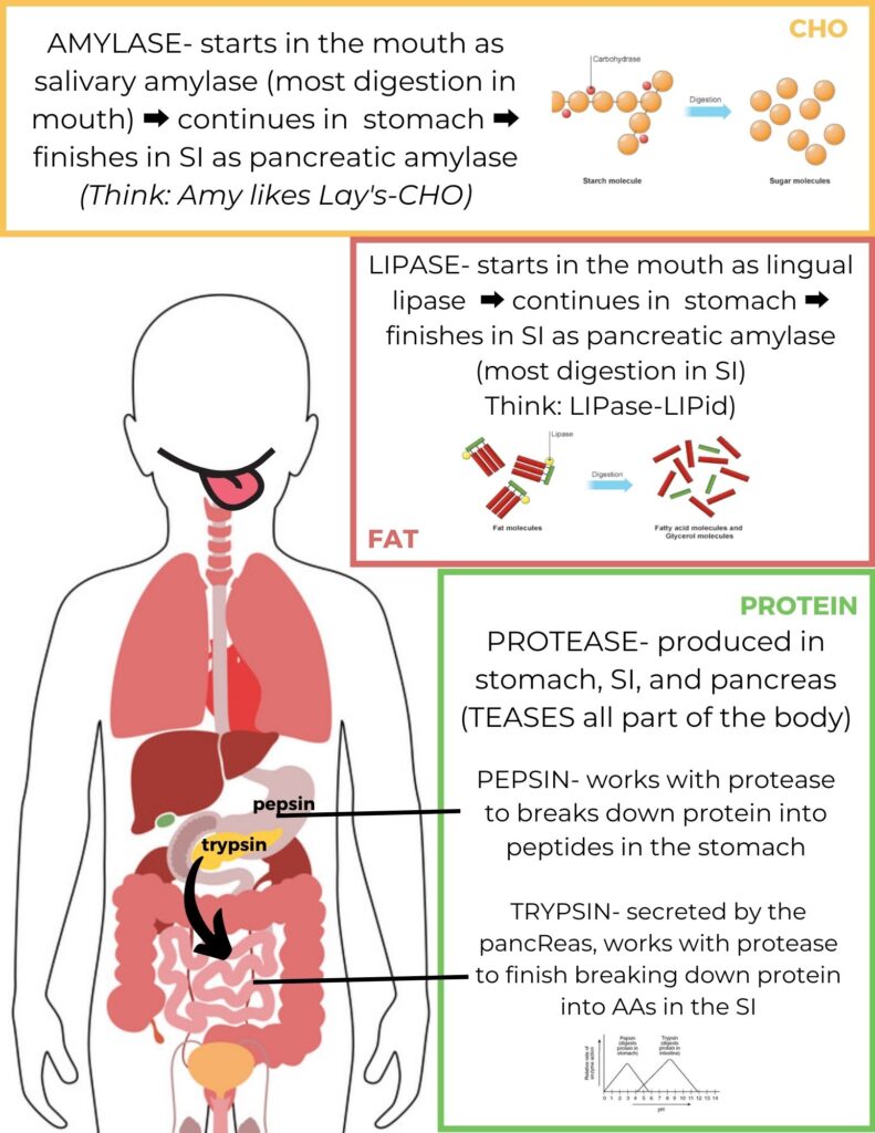 RD Exam Vitamins, Minerals, and Deficiencies Guide - Well Resourced ...
