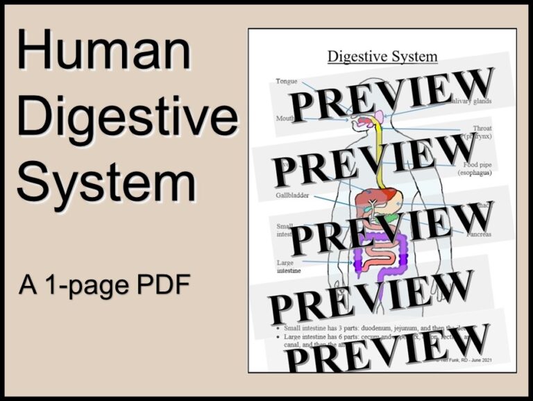 Human Digestive System – Anatomy Picture (Handout) - Well Resourced ...